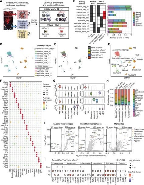Single Cell Transcriptomic Profiling Identifies Distinct And Shared