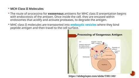 Antigen Process And Presentation And Then Mhc Molecules And Functions