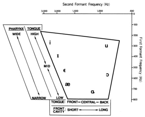 Speech Science Exam 3 Flashcards Quizlet