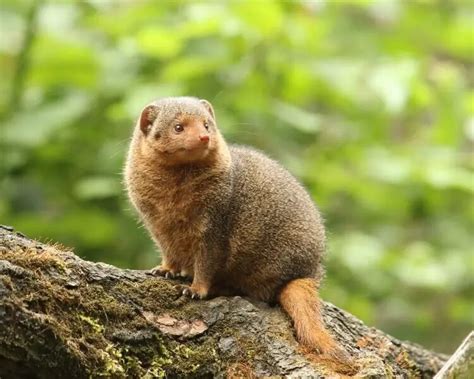 Dwarf Mongoose Fictionrulezforever Wiki Fandom