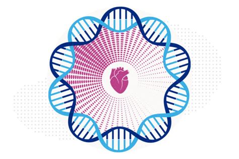 Genetics Of Congenital Heart Disease Noncoding Dna Plays A Role
