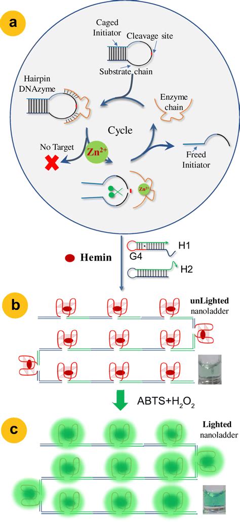 The Schematic Illustration Of The Colorimetric Assay Based On Download Scientific Diagram