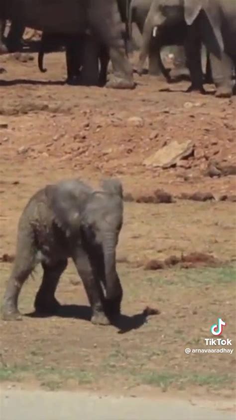 සොබාදහම හැම වෙලාවෙම සුන්දර නෑ මේ ඒකට හොදම උදාහරණයක් වන සතුන්ගේ චර්‍යාවන් මානව හැගීම් ආචාර ධර්ම