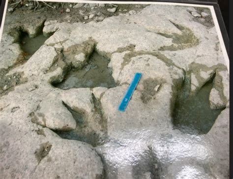 Bio 2 Lab Exam 1 Review Flashcards Quizlet