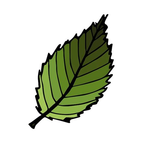 Premium Vector Vector Cherry Leaf Clipart Hand Drawn Plant Illustration