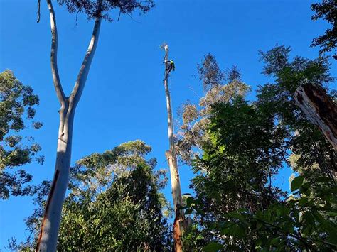 Tree Surveys Assessments Canberra Priority Tree Care