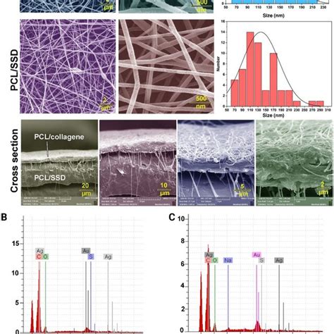 Morphological Characteristics Of The Double Layered Nanofibrous Mat Download Scientific Diagram