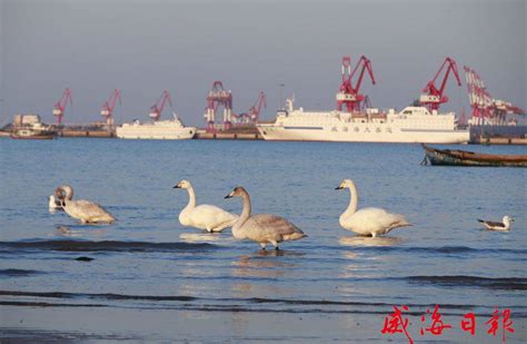 罕见大天鹅飞入威海九龙湾 搜狐大视野 搜狐新闻