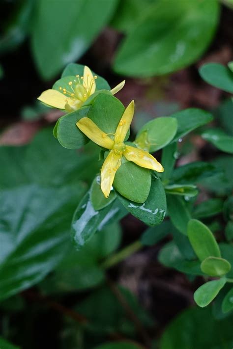 Hypericum Hypericoides St Andrew S Cross Wildflowers Of The