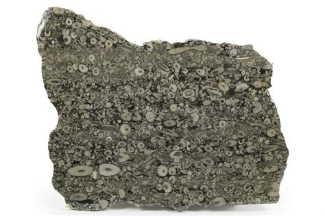 10 4 Fossil Crinoid Stems In Limestone Slab 242684 For Sale