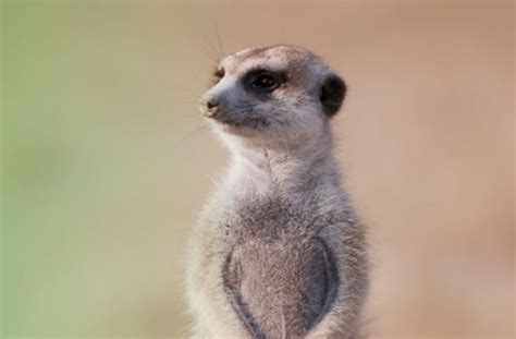 news csf kundendialoge