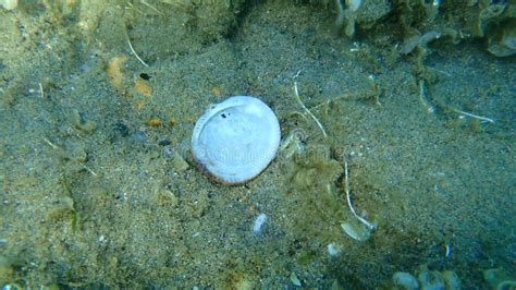 Seashell Of Bivalve Mollusc Violet Bittersweet Glycymeris Nummaria
