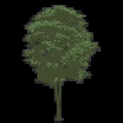 Tree ID Cut Ready SVG Gallery