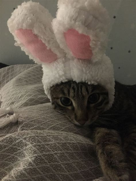 Милый кот в шапочке