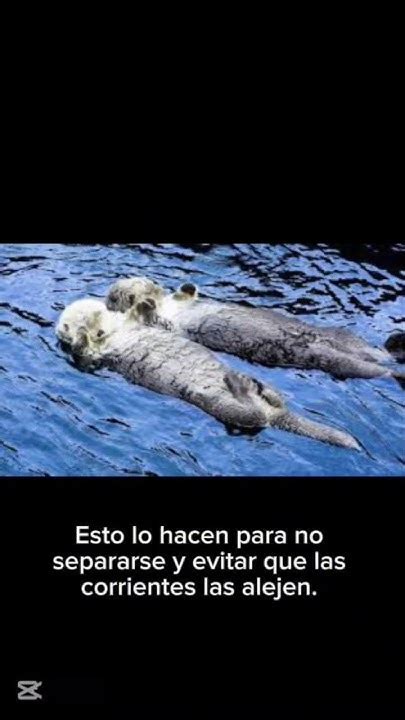 Youtubeshorts Shorts Fyp Youtube