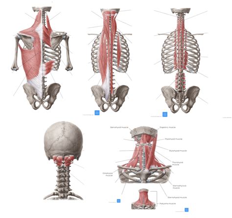 Diagram Of Vertebral Column Muscles Quizlet