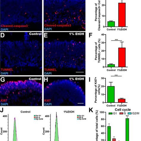 Identification Of Initial Neurogenesis Of Human Neural Retina In Human Download Scientific