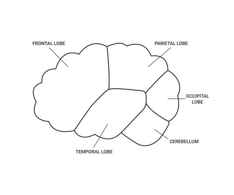 Lobes Of Brain Human Side View Template Line Different Areas Of Brain Frontal Parietal