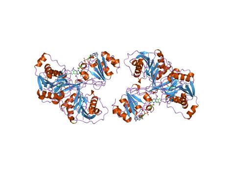 Electron Transferring Flavoprotein Wikiwand
