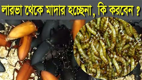 লারভা থেকে মাদার হচ্ছেনা Bitol Poka বিটল পোকা সমন্বিত কৃষি Youtube