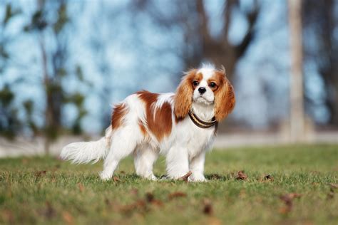 Los 4 Colores Del Cavalier King Charles Spaniel Rfifjt