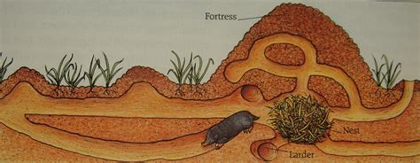 Burrow Clipart 18 Free Cliparts Download Images On Clipground 2026