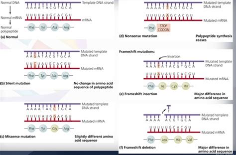 Chap 7 Mutation Of Genes Flashcards Quizlet