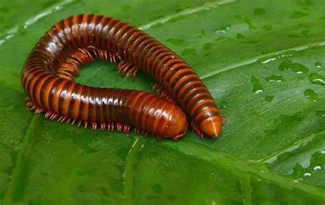 Centipede And Millipede Identification South Florida Native Pest Management