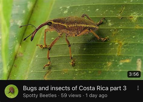 My Husband Bought Me Weevil Knievel For My Birthday And I Started Crying When I Opened It I