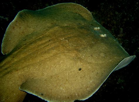 Hypnidae