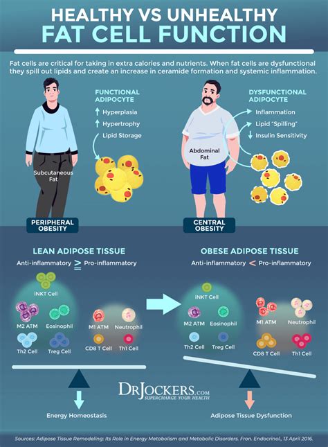 Visceral Fat What Is It And How It Drives Up Inflammation Visceral