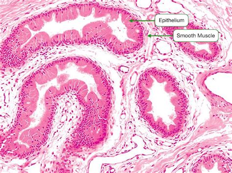 Ovary And Follicle Development