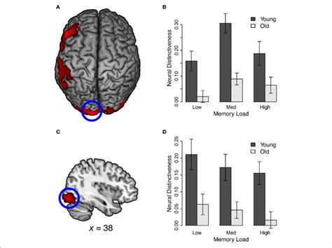 Main Effect Of Age Group During Working Memory Encoding See Also