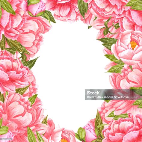 손으로 그린 수채화 분홍색과 붉은 모란 꽃 프레임은 흰색 배경에 녹색 잎과 새싹이 있습니다 스크랩북 디자인 청첩장 라벨 배너 엽서 0명에 대한 스톡 벡터 아트 및 기타