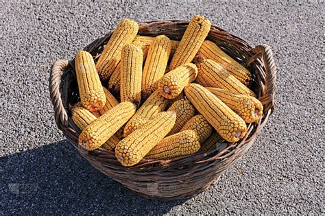 篮子里有玉米