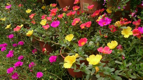 Portulaca Verdolaga