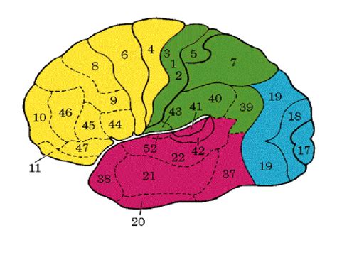 Areas De Broadman Sin Nombres Pdf