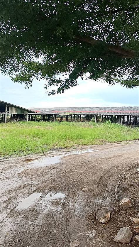 บ้านทรงไทย เรือนไทย ไม้สัก ทั้งหลัง พร้อม ที่ดินสวย 25 ไร่ อยุธยา ใกล้ตลาดลาดดบัวหลวง โทร ไอดี