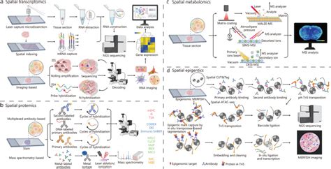 Spatiotemporal Multi Omics Exploring Molecular Landscapes In Aging And Regenerative Medicine Pmc
