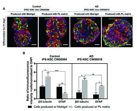 Differentiation Of Ipsc Nscs Lines Cw50064 And Cw50018 Nuclei Were