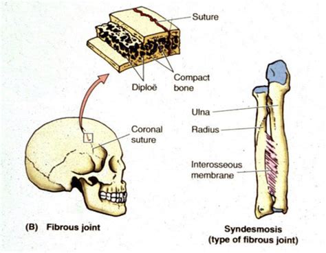 MSK Skeletal System Overview Survey Of Joints Flashcards Quizlet