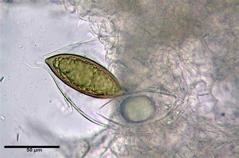 Picoa Carthusiana Discomycetes Forum Di Micologia Amb Gruppo Di Muggia E Del Carso