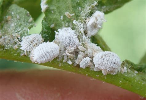 Mealy Bugs Life Cycle Mealybugs Environmental Factor