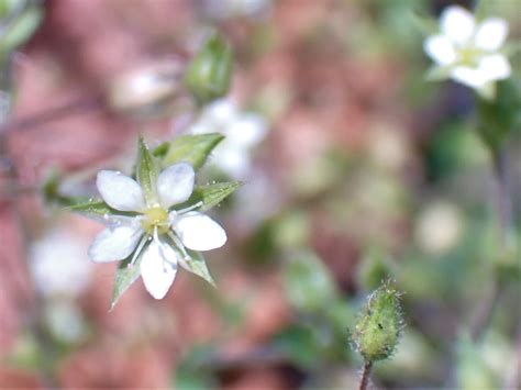 ノミノツヅリの花 近場の博物誌