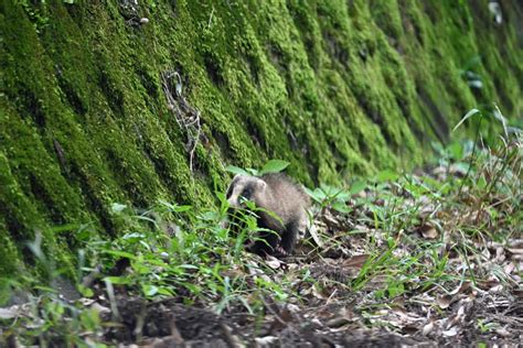 ただ今横断中 宮崎の季節がほらね