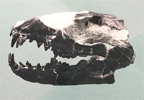 Miacis Fossil