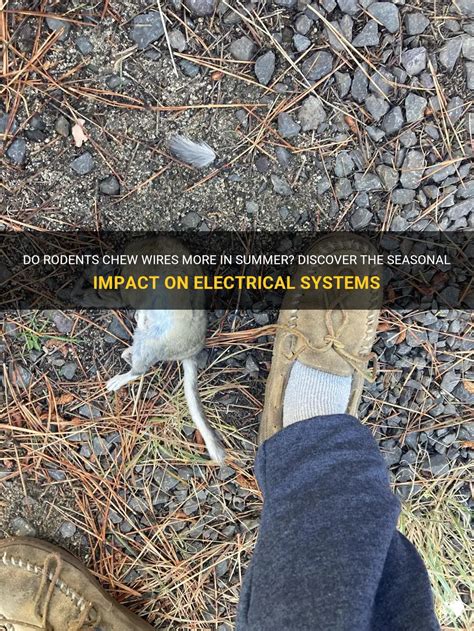 Do Rodents Chew Wires More In Summer Discover The Seasonal Impact On Electrical Systems Petshun