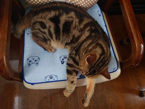 連日の猛暑 Kazuのブログ