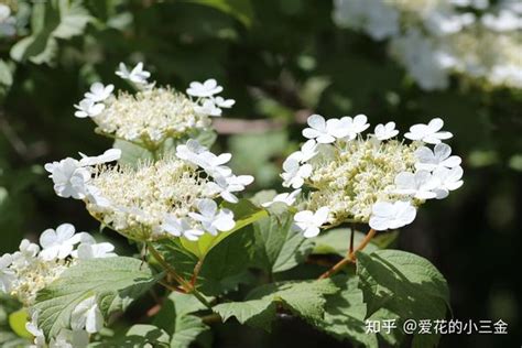 欧洲荚蒾香得坤灵秀气全 蕊珠团外蝶翩翩 知乎