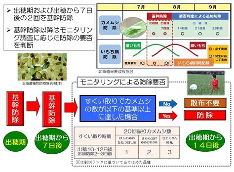 斑点米カメムシアカヒゲホソミドリカスミカメの注意報について アグリポートWeb